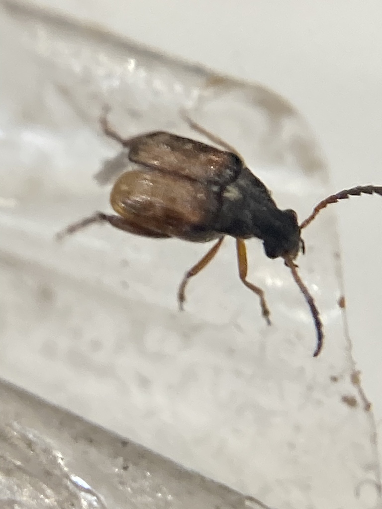 Callosobruchus in March 2024 by hntro. infesting mung dal, ~2-3mm ...