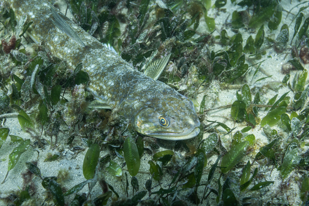 Large-scaled Grinner from Cabbage Tree Bay, AU-NS-MN, AU-NS, AU on ...