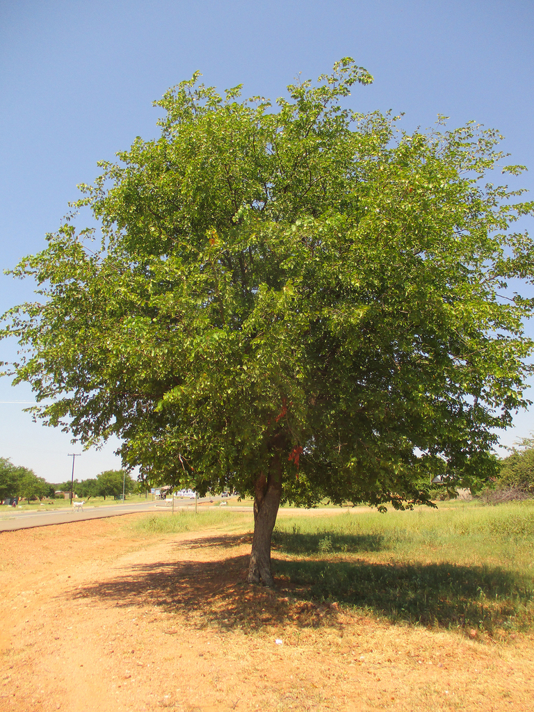 Mopane from Palapye Botswana on March 14, 2024 by Botswanabugs. small ...