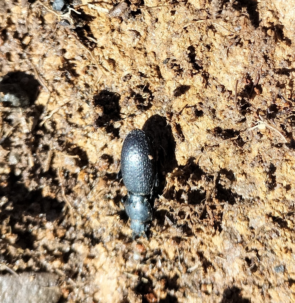 Mecodema from Lewis Tops Track on March 16, 2024 at 10:12 AM by Arawa ...