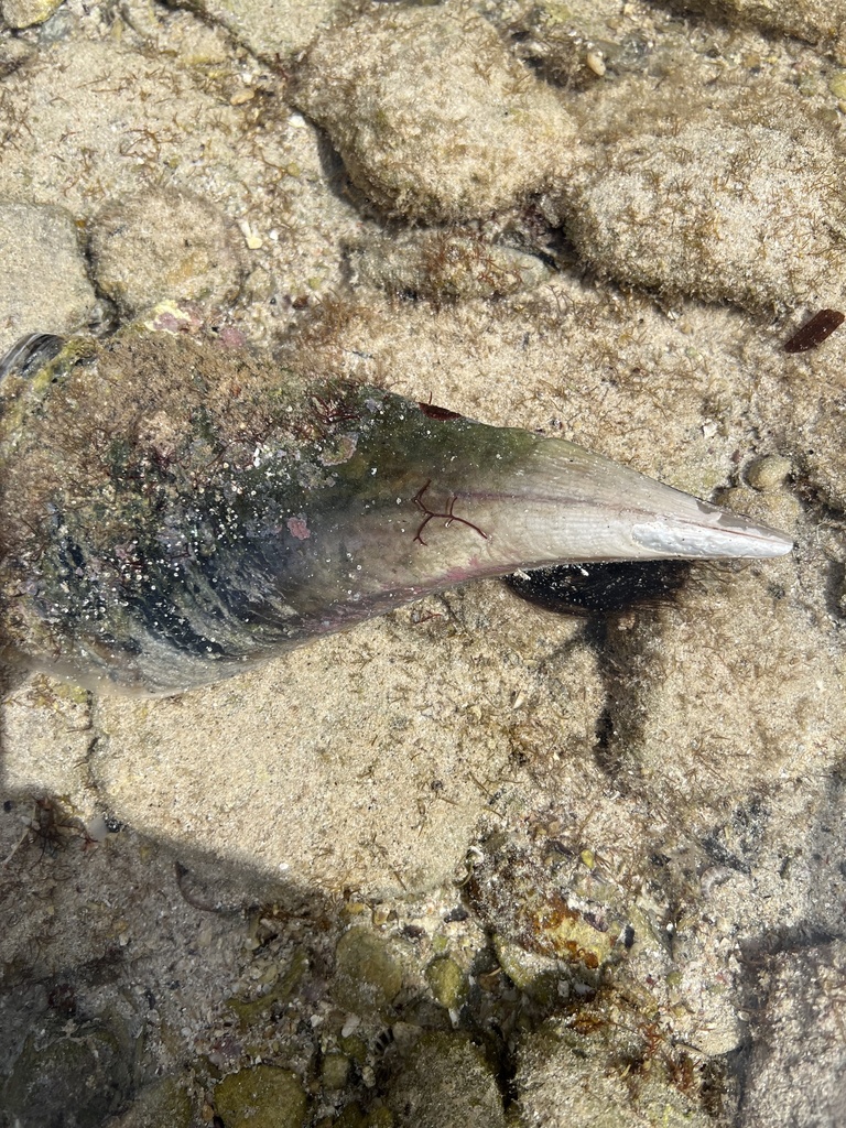 common razor clam from Point Lowly, SA, AU on March 16, 2024 at 03:20 ...