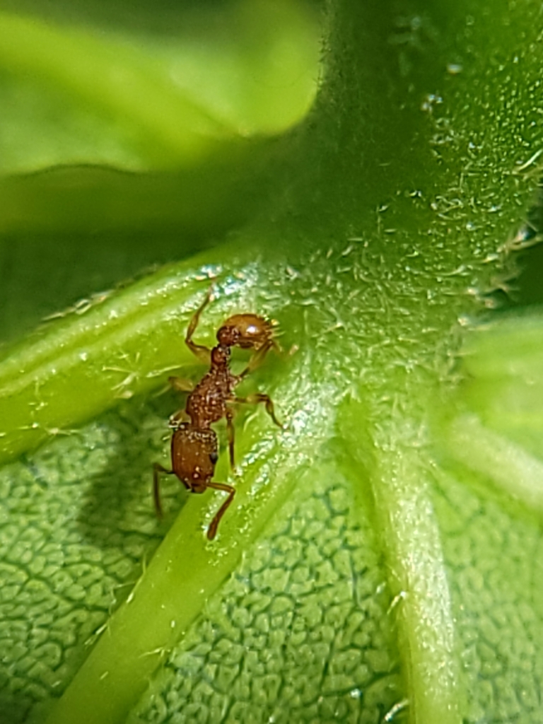 Tetramorium insolens from Honolulu County, US-HI, US on March 15, 2024 ...