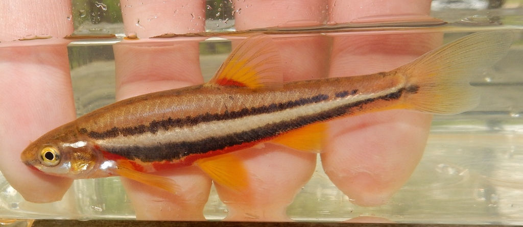 Southern Redbelly Dace (Fishes of Tennessee (work in progress ...