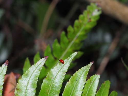 Monolepta rufofulva · iNaturalist