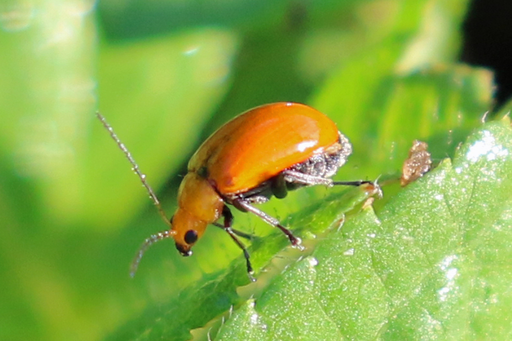 Monolepta from Dauan Island, Queensland, Australia on February 29, 2024 ...
