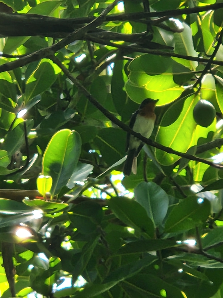 Samoan Flycatcher in March 2024 by Shelomi Doyle. Pair coming in close ...