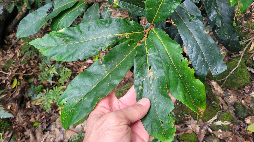 White Walnut from Tamborine Mountain QLD 4272, Australia on March 16 ...