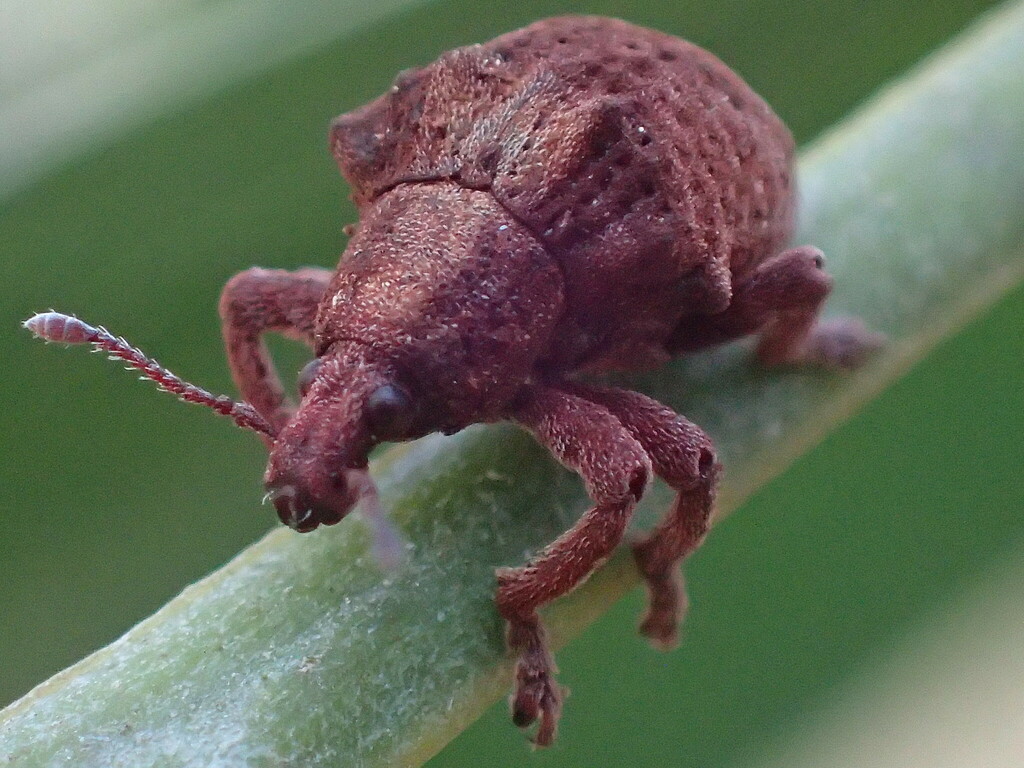 True Weevils from Morayfield, QLD, Australia on August 14, 2023 at 02: ...