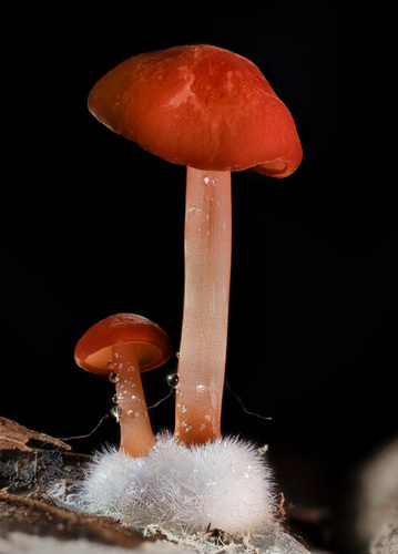 Photo 357890783, (c) Alan Rockefeller, some rights reserved (CC BY ...