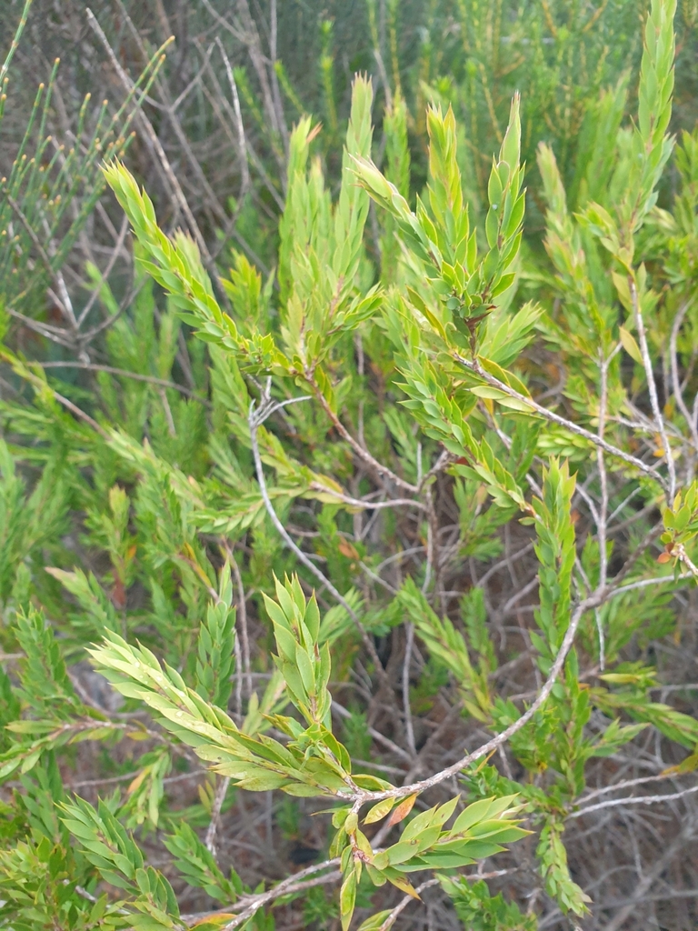 Styphelia esquamata from Kurnell NSW 2231, Australia on March 16, 2024 ...
