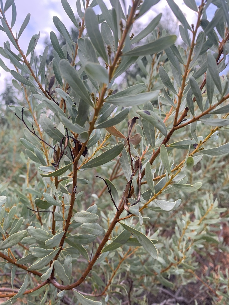 box-leaved wattle from Canbelego, NSW, AU on March 16, 2024 at 06:58 PM ...