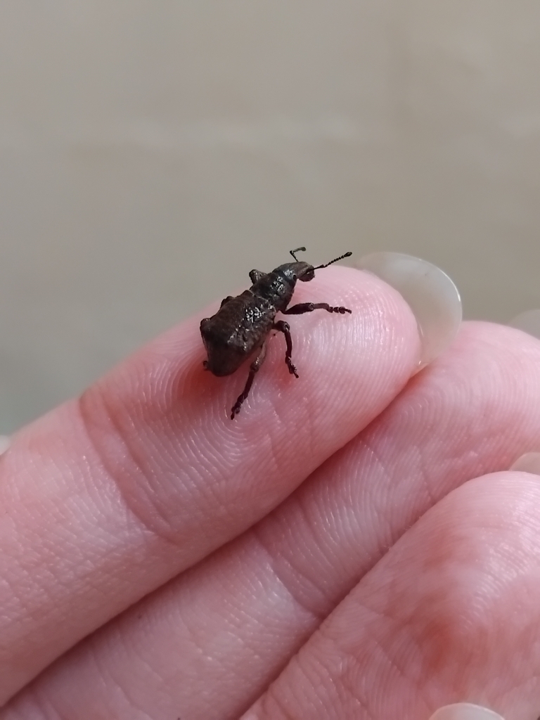 True Weevils from Dorrigo NSW 2453, Australia on March 15, 2024 at 03: ...
