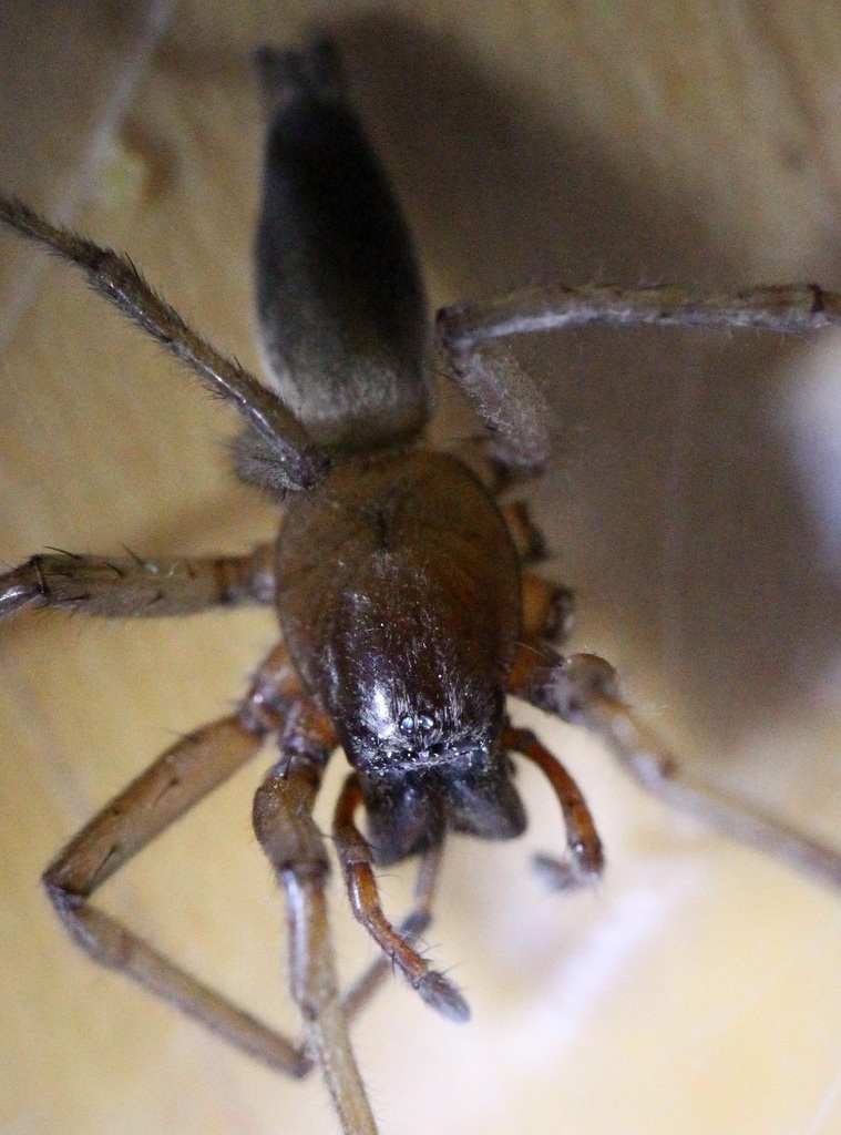 Stone Ground-spider from Jerusalem, Israel on May 5, 2014 at 11:17 PM ...