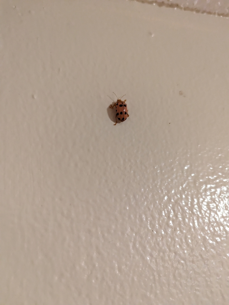 Cucujiform Beetles from FP53+6WP, Piti, Guam on March 16, 2024 at 07:31 ...