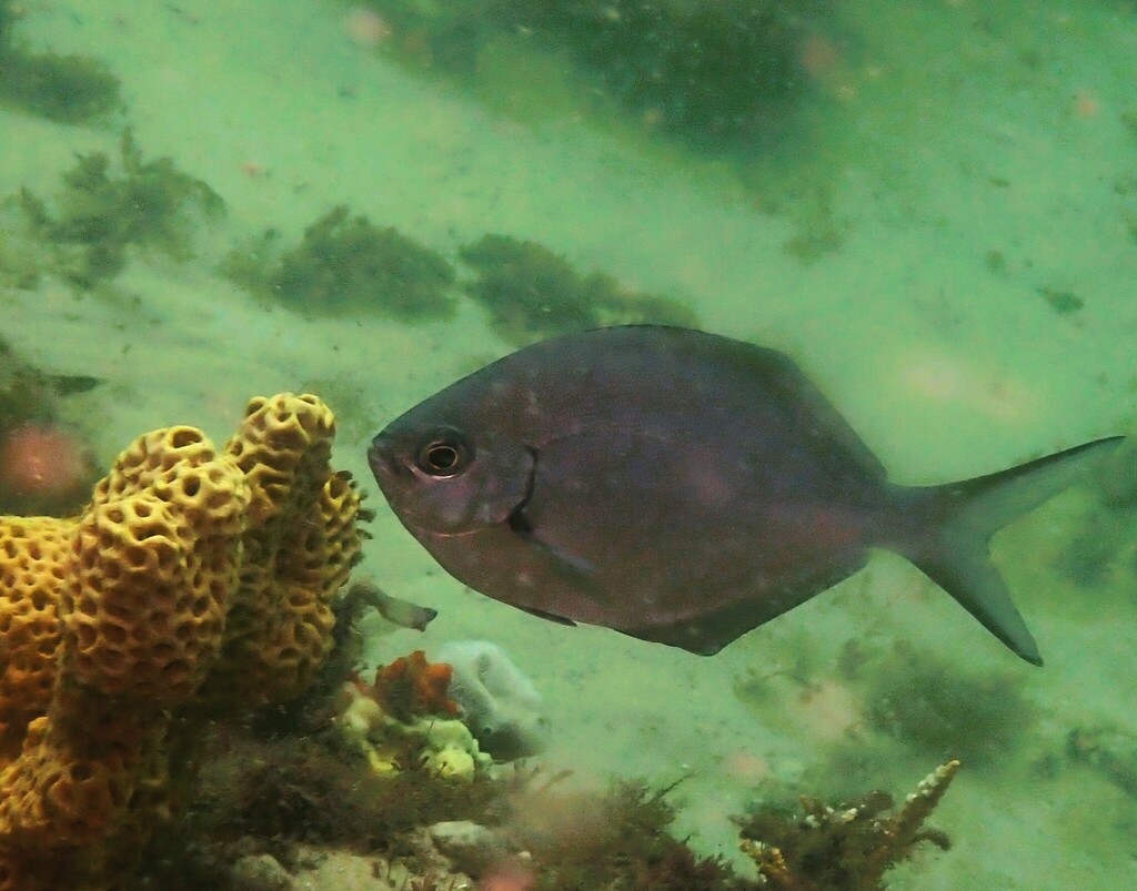 Silver Sweep from Port Stephens, NSW, Australia on March 3, 2024 at 02: ...