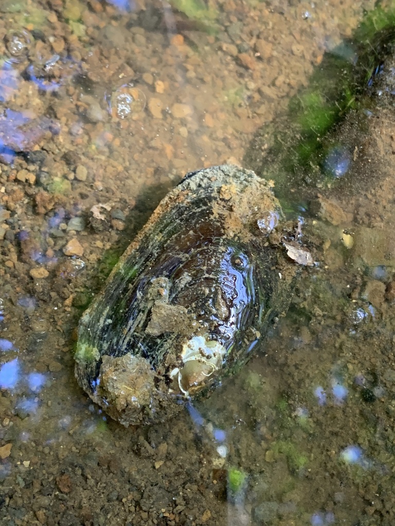 New Zealand freshwater mussel from Shakespear Regional Park ...