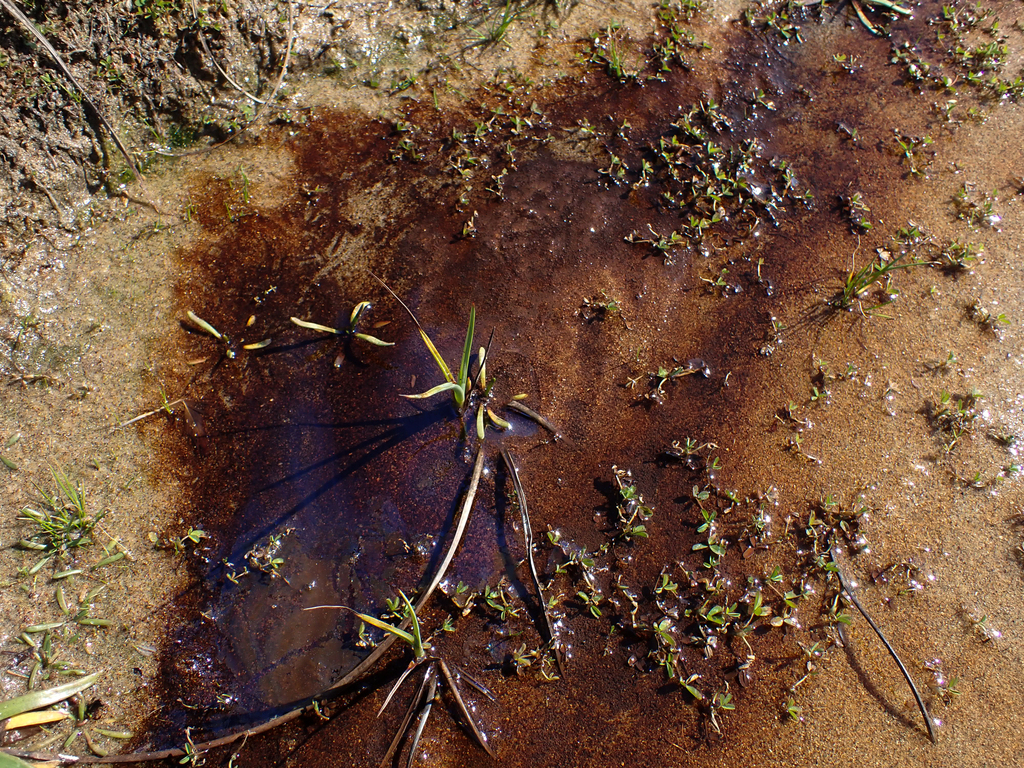 bacteria in February 2024 by Ocean Fleskes. Freshwater seep in the ...