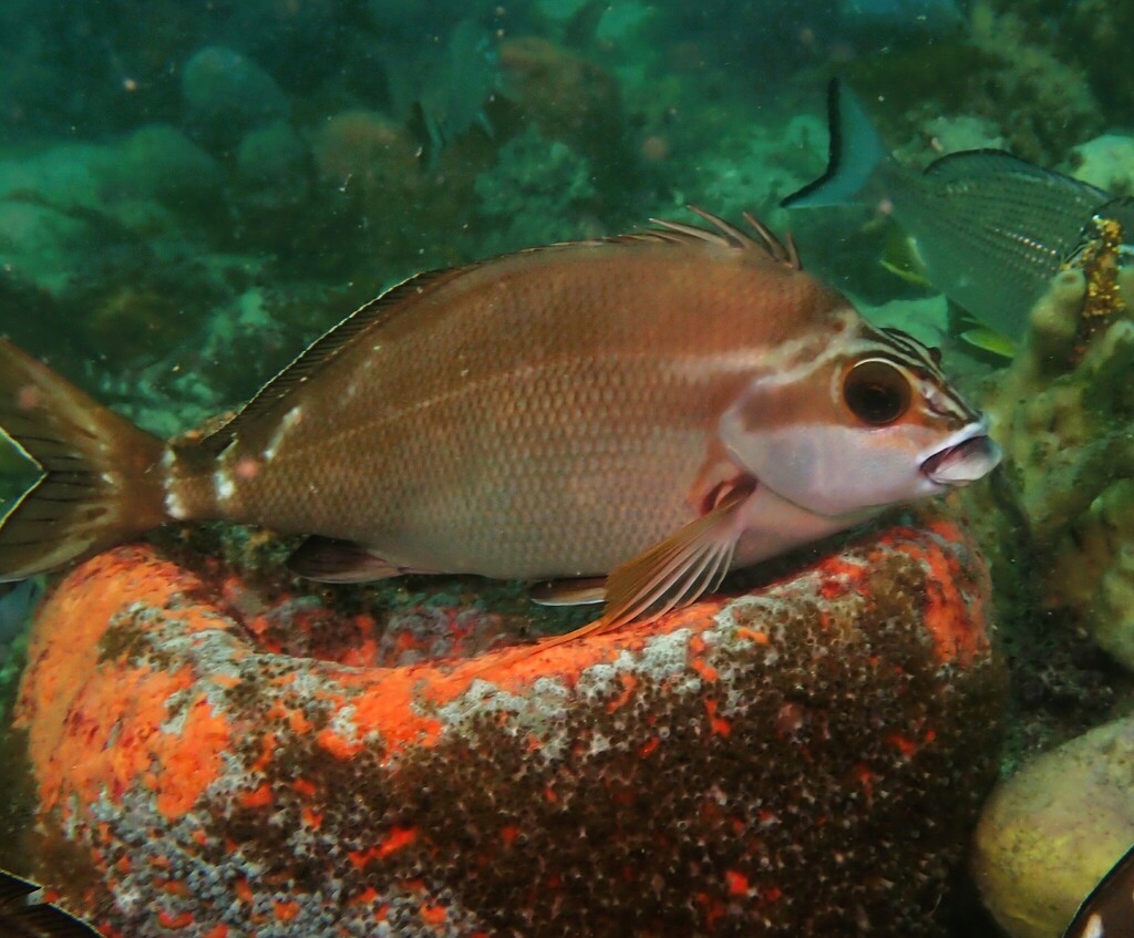 Red Morwong from Port Stephens, NSW, Australia on March 3, 2024 at 03: ...