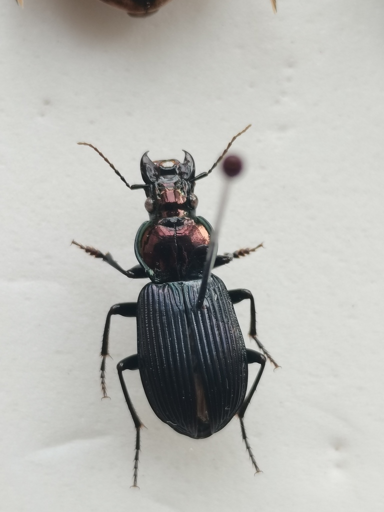 Ground Beetles from 重庆市 on February 18, 2024 at 02:29 PM by wuc ...