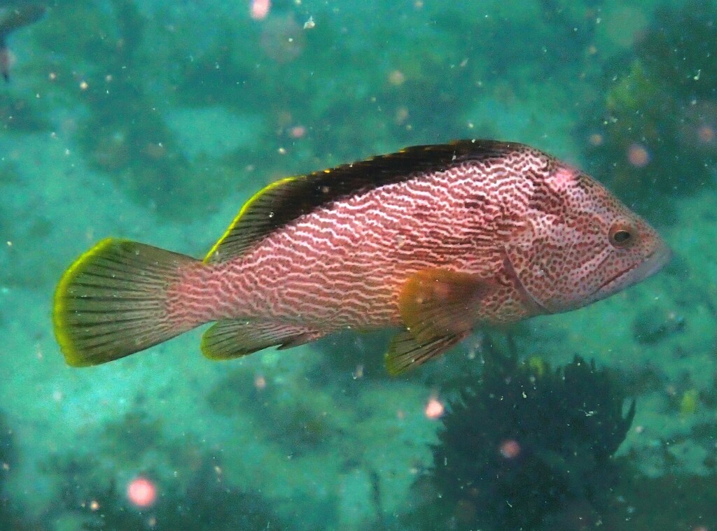 Maori Rockcod from Port Stephens, NSW, Australia on March 4, 2024 at 03 ...