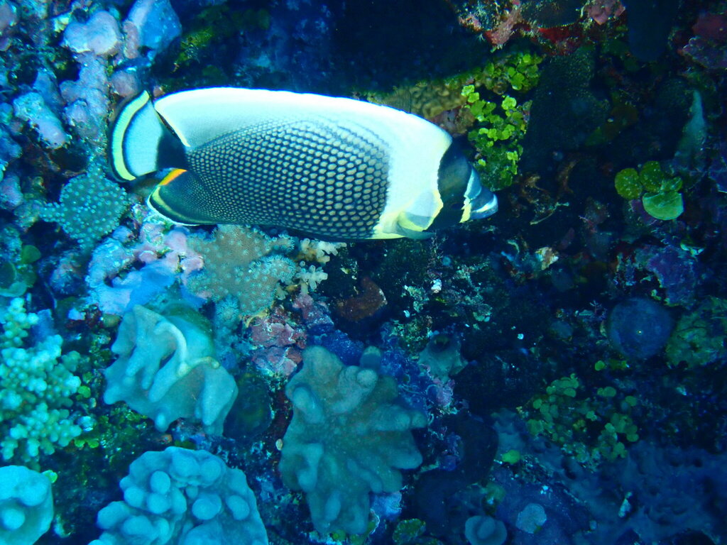 Reticulate Butterflyfish from Vulaga, Fiji on September 8, 2021 at 11: ...