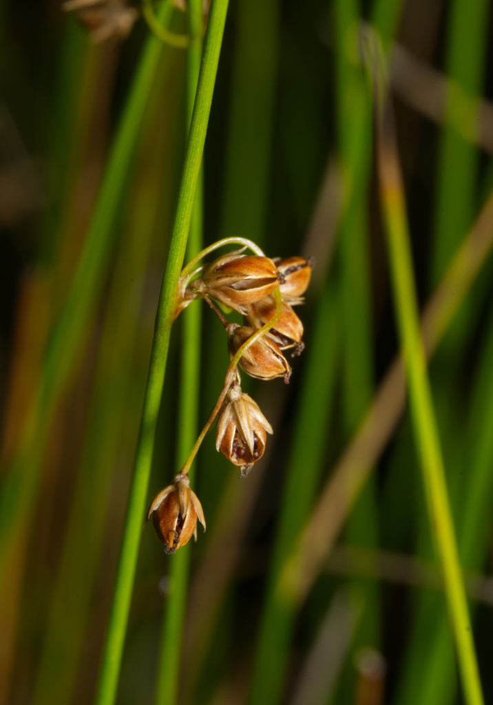 Loose-flowered Rush from Buckland TAS 7190, Australia on March 15, 2024 ...