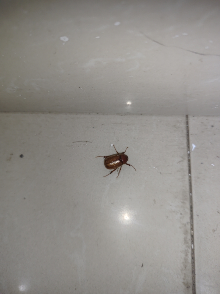 Miridiba trichophora from Shanghai, Shanghai, CN on March 16, 2024 at ...