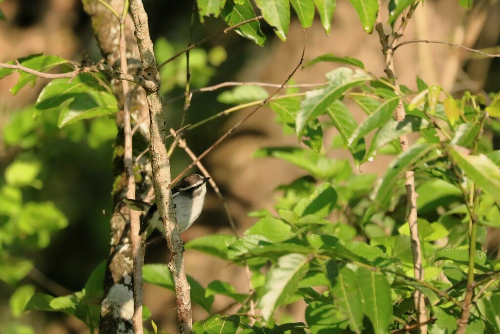 White-browed Robin from Netherdale QLD 4756, Australia on December 28 ...