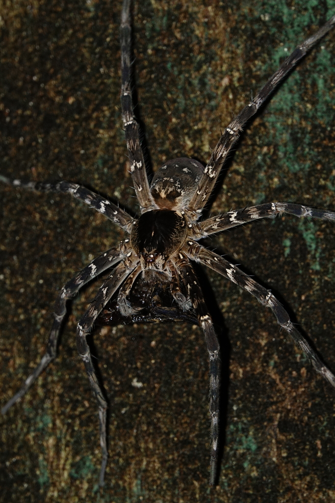Wolf Spiders and Allies from Lope, Gabon on March 1, 2021 at 10:52 AM ...