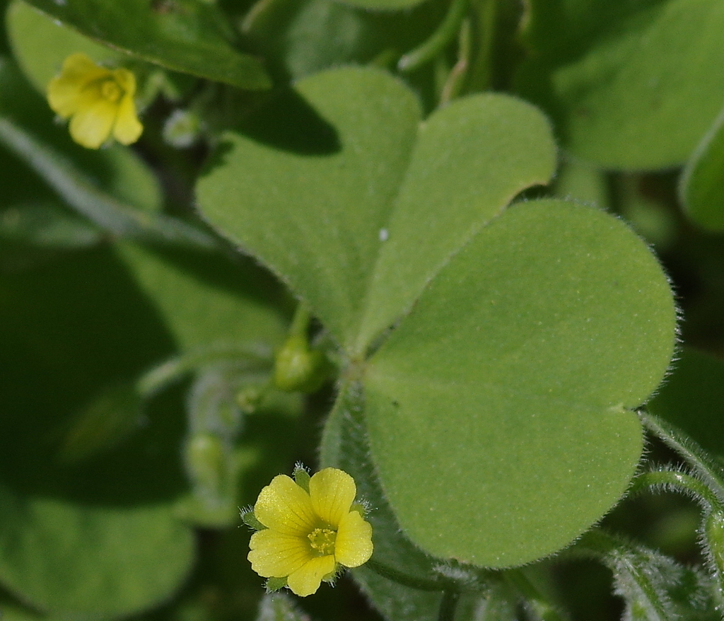 dwarf woodsorrel from SN San Juan de Piche, sendero, Melipilla, Región ...