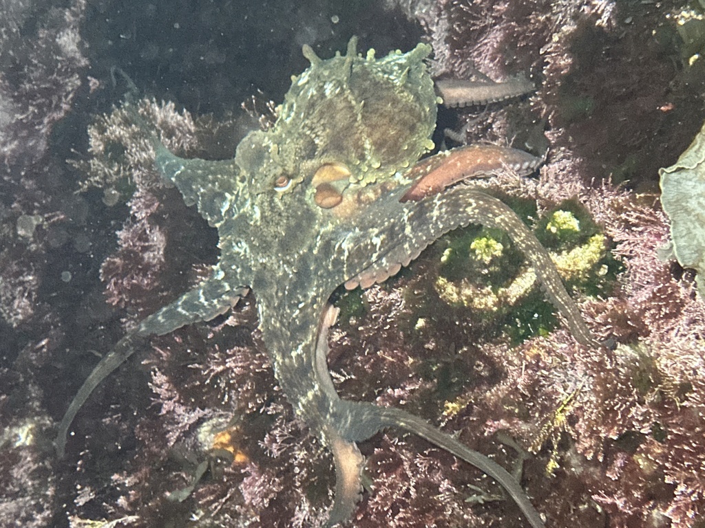 Common Sydney Octopus from Bermagui NSW 2546, Australia on March 16 ...
