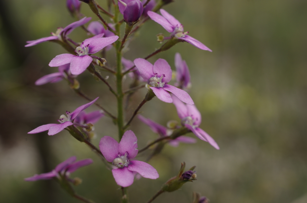Stylidium albolilacinum from Bullsbrook WA 6084, Australia on October ...