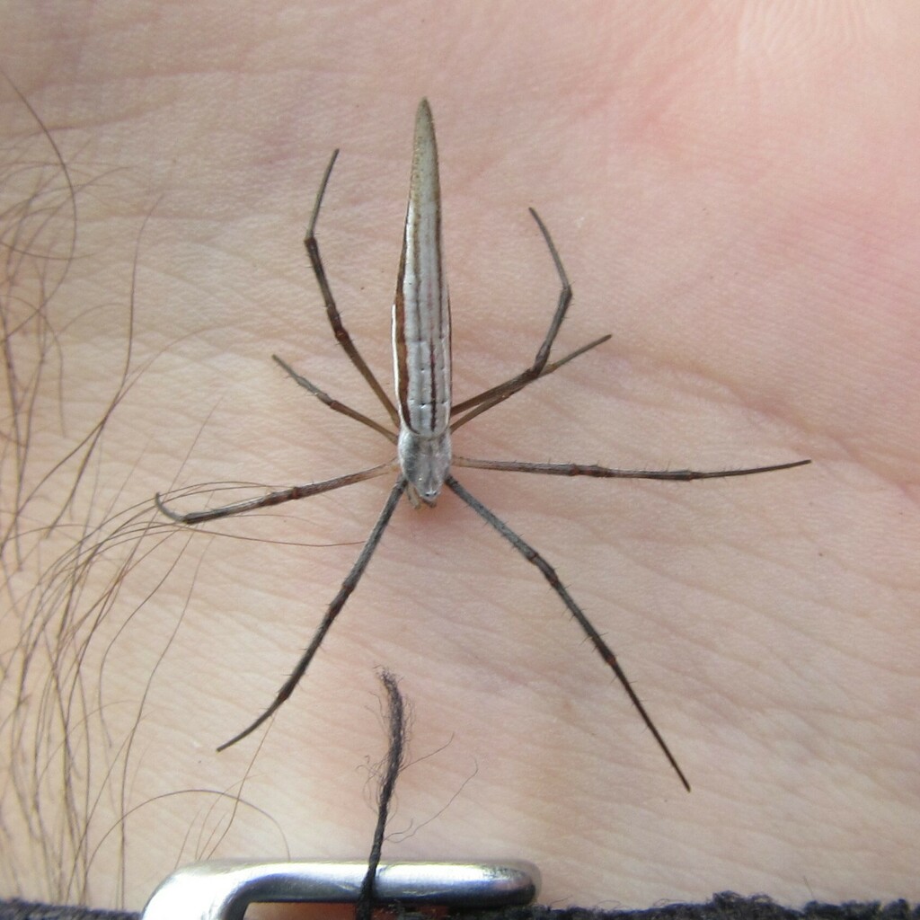 Tailed Forest Spider from Coolbie QLD 4850, Australia on September 22 ...