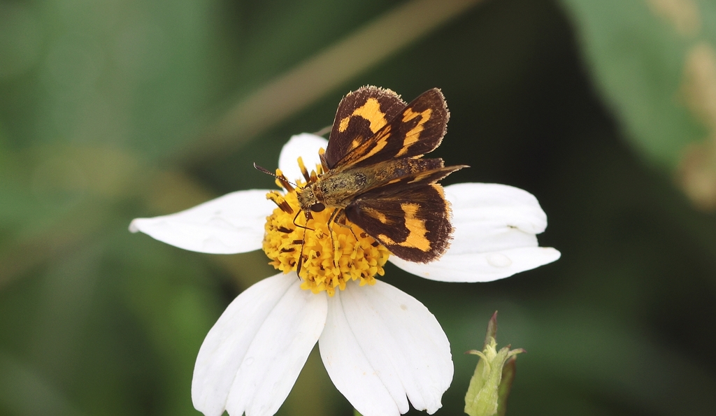 Chinese Dart in March 2024 by Goofy Ko · iNaturalist