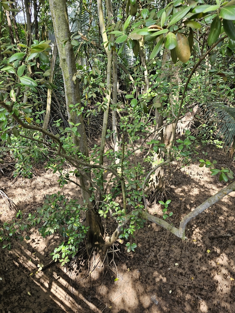 Avicennia rumphiana in March 2024 by ggerald · iNaturalist