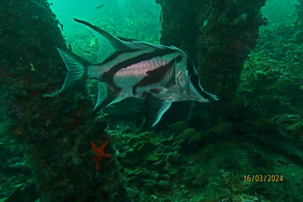 Longsnout Boarfish from Rapid Bay jetty South Australia on March 16 ...