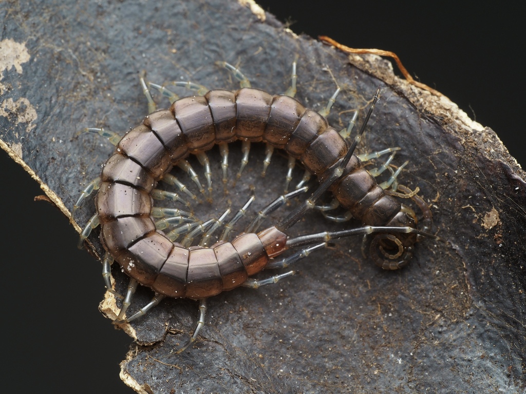Blue-Legged Centipede from Coral Gables, FL, USA on March 5, 2024 at 05 ...