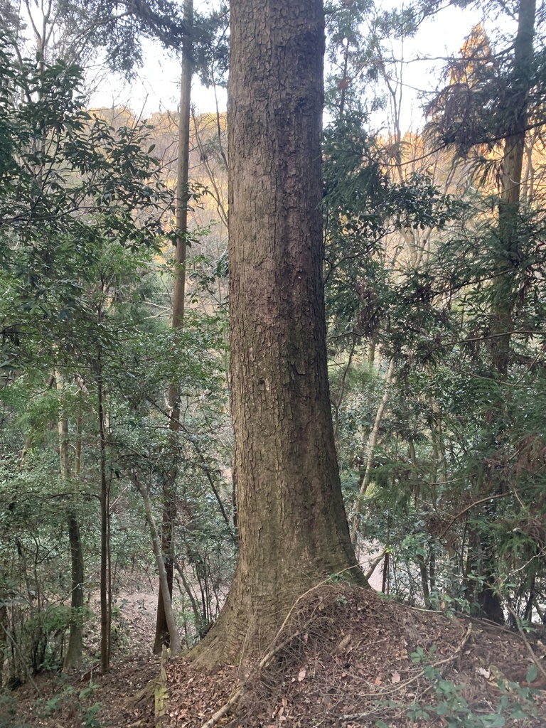Momi fir from Sakyo, Kyoto, Kyoto, JP on March 16, 2024 at 05:06 PM by ...