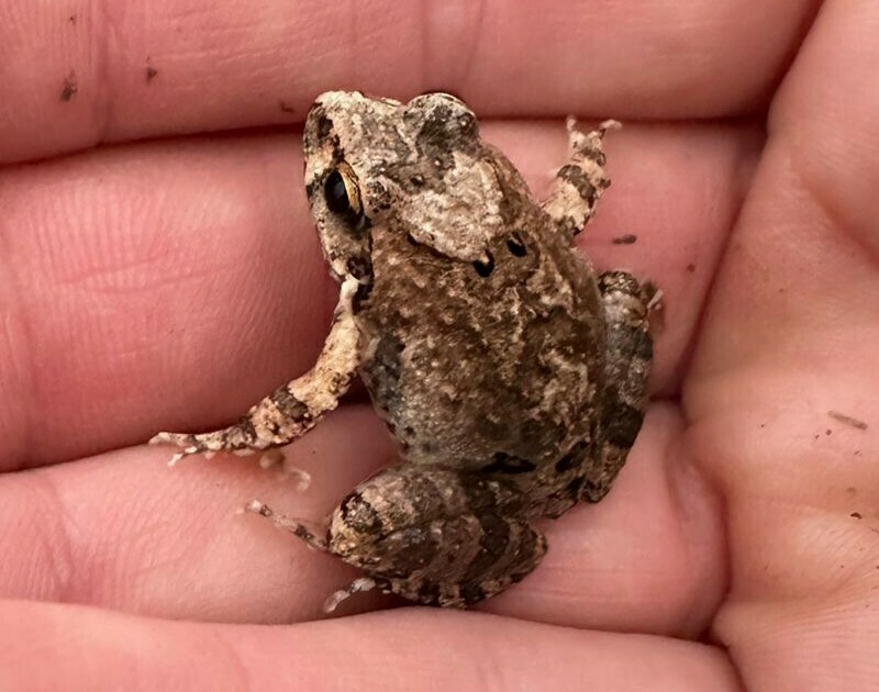 Natal sand frog from Mahogany Ridge, Pinetown, 3608, South Africa on ...