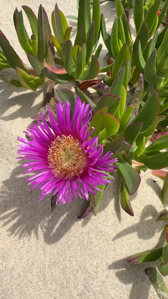 sea fig from Faro on March 16, 2024 at 01:12 PM by kirchenmaus ...