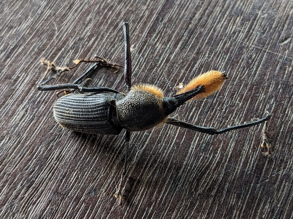 Bearded Weevil from Bahía Ballena, Provincia de Puntarenas, Osa, Costa ...