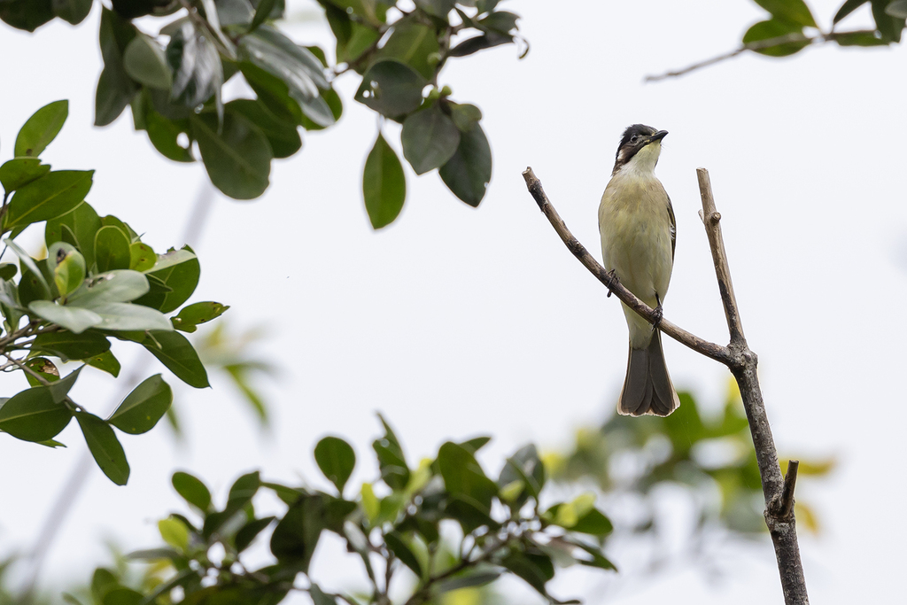 Light-vented Bulbul from Jian Feng Ling Guo Jia Sen Lin Gong Yuan ...