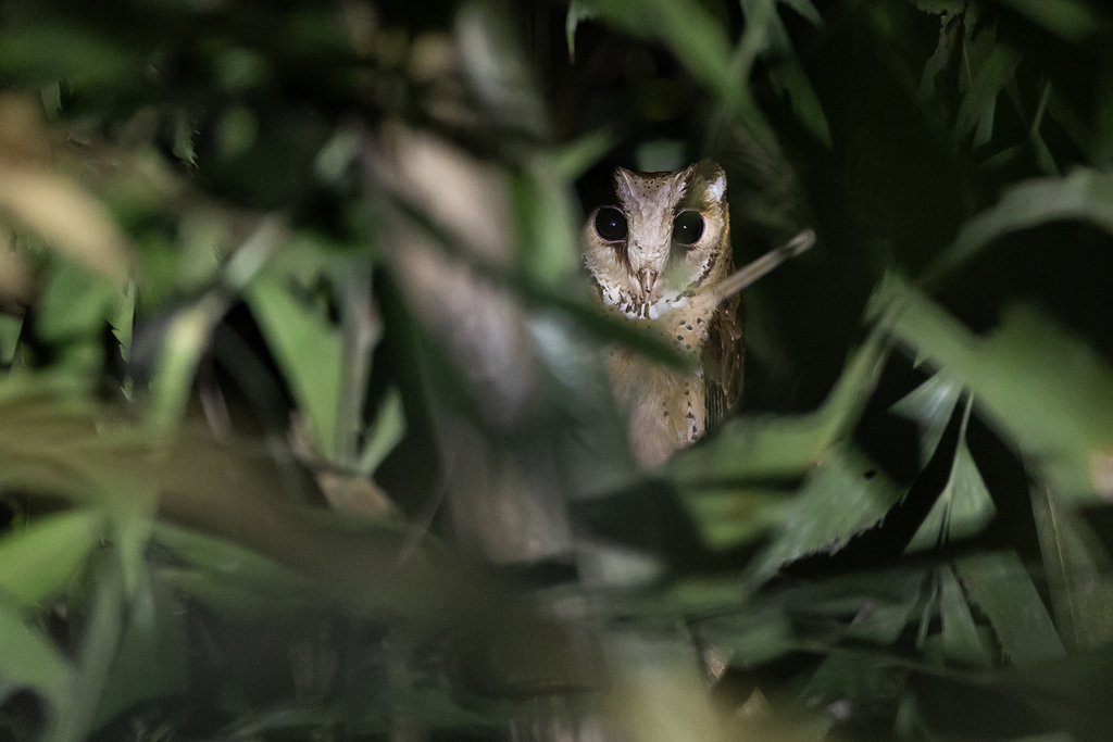 Oriental Bay-Owl from Danzhou Bay, Danzhou, China, 571748 on March 5 ...