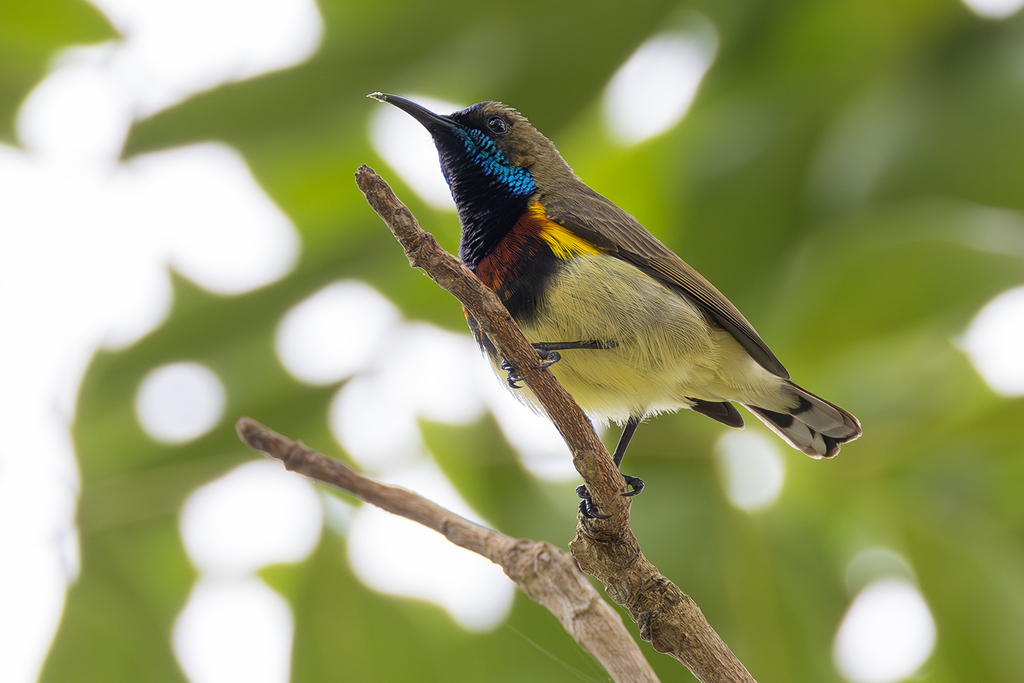 Ornate Sunbird from Danzhou Bay, Danzhou, China, 571748 on March 6 ...