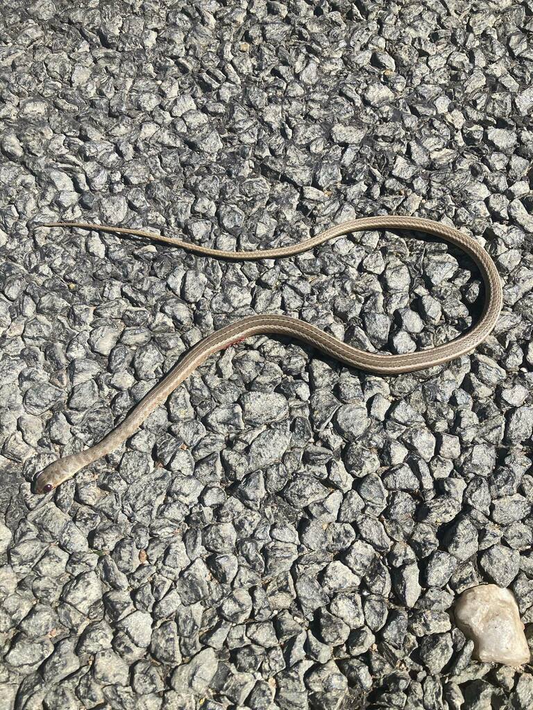 Short-snouted Whip Snake from Khomas Region, Namibie on February 16 ...