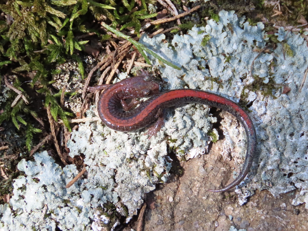 Southern Red-backed Salamander from Madison County, MO, USA on March 12 ...