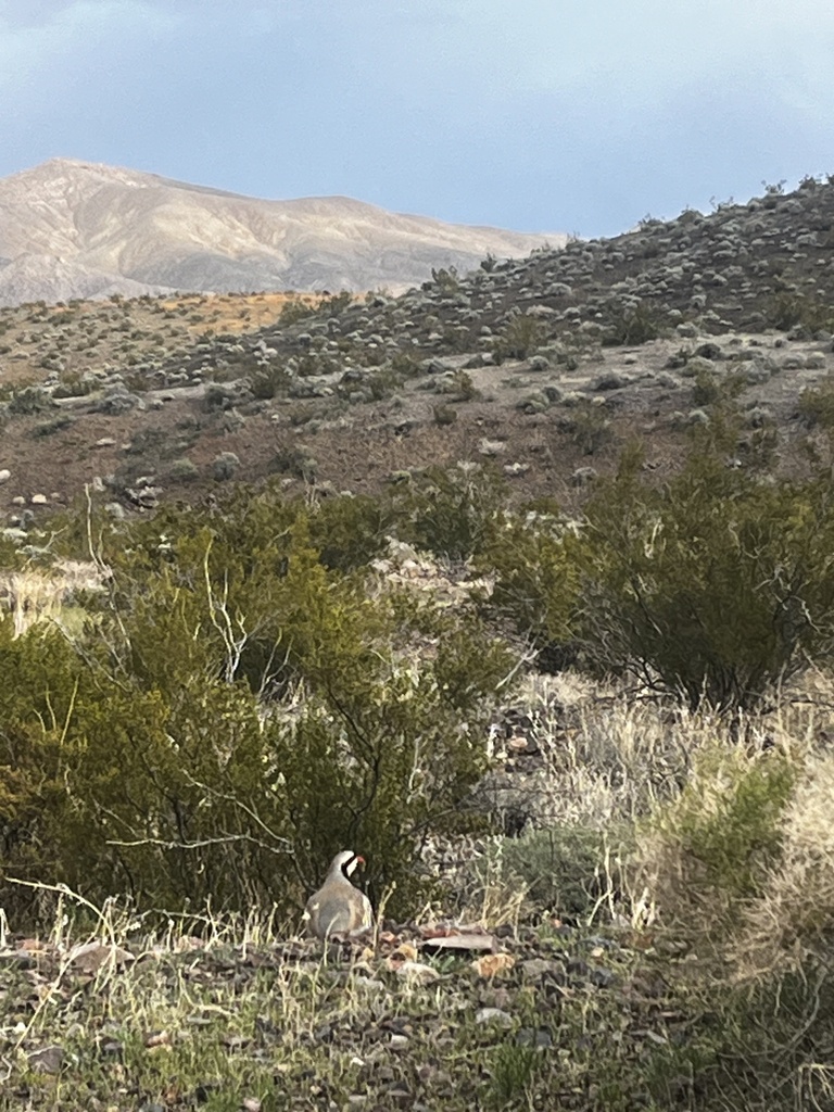 Chukar from Death Valley National Park, Death Valley, CA, US on March ...
