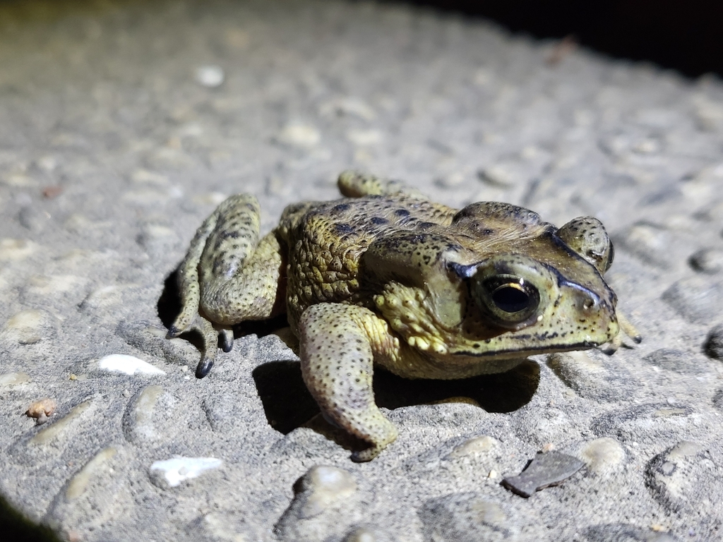 Asian Common Toad from Xiamen, CN-FJ, CN on March 16, 2024 at 09:22 PM ...