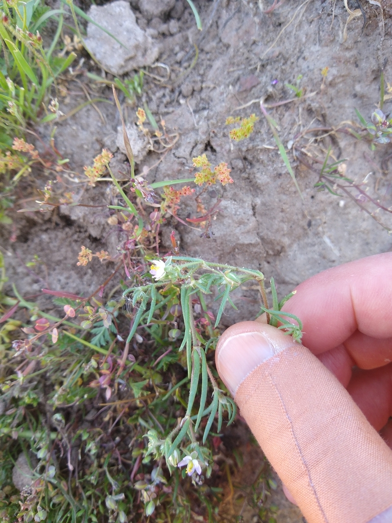 Saltmarsh Sand Spurry in March 2024 by John Kenny · iNaturalist