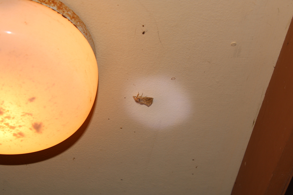 Calyptra minuticornis from Smiths Lake NSW 2428, Australia on March 16 ...